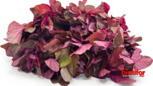 Manfaat Bayam Merah: Kesehatan Terbaik dan Kaya Nutrisi untuk Kesehatan ...