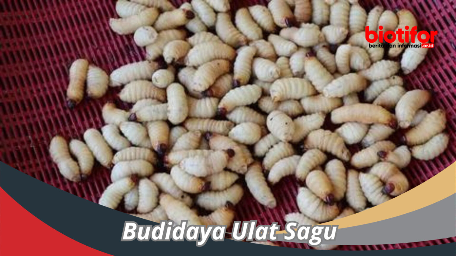 Budidaya Ulat Sagu : Cara Asyik dan Menguntungkan - Biotifor