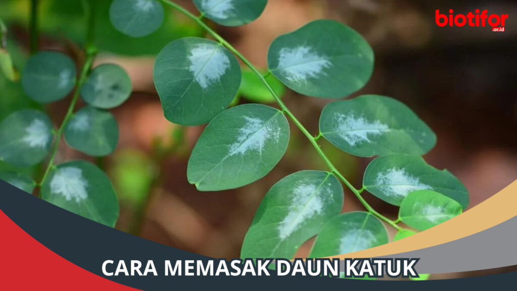 Cara Memasak Daun Katuk yang Lezat dan Bergizi - Biotifor