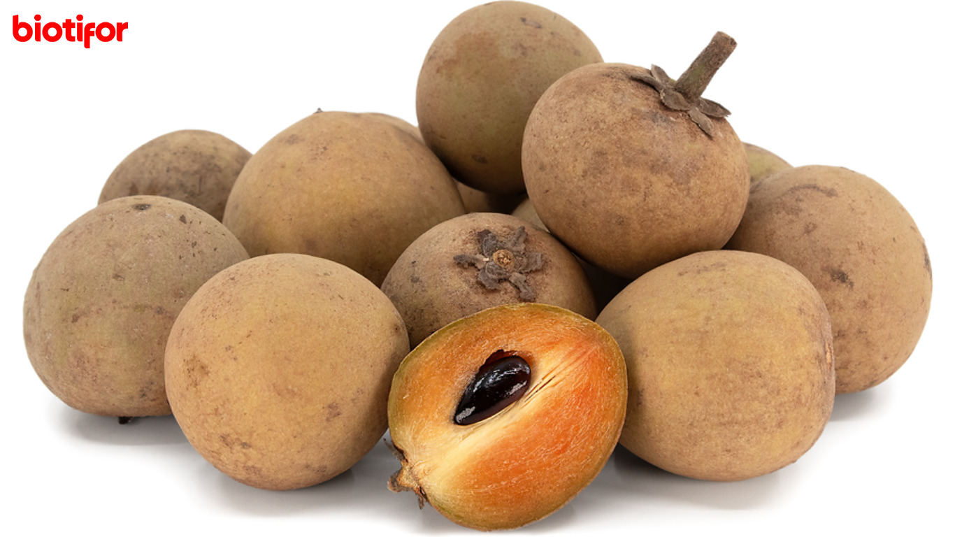 Cara Mematangkan Buah Sawo dengan Mudah: Panduan Lengkap - Biotifor