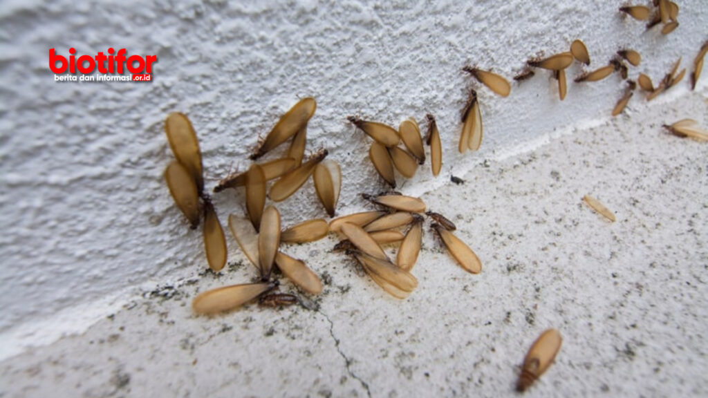 Cara Membasmi Laron Dan Mencegah Agar Tidak Masuk Rumah