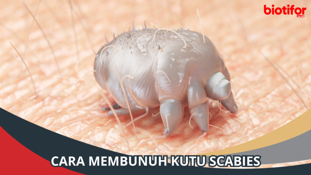 Cara Membunuh Kutu Scabies: Panduan Lengkap - Biotifor