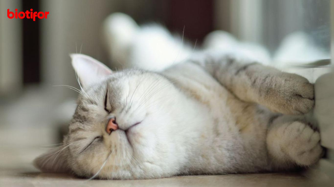 Cara Mengobati Jamur pada Kucing, Gejala dan Penyebab - Biotifor