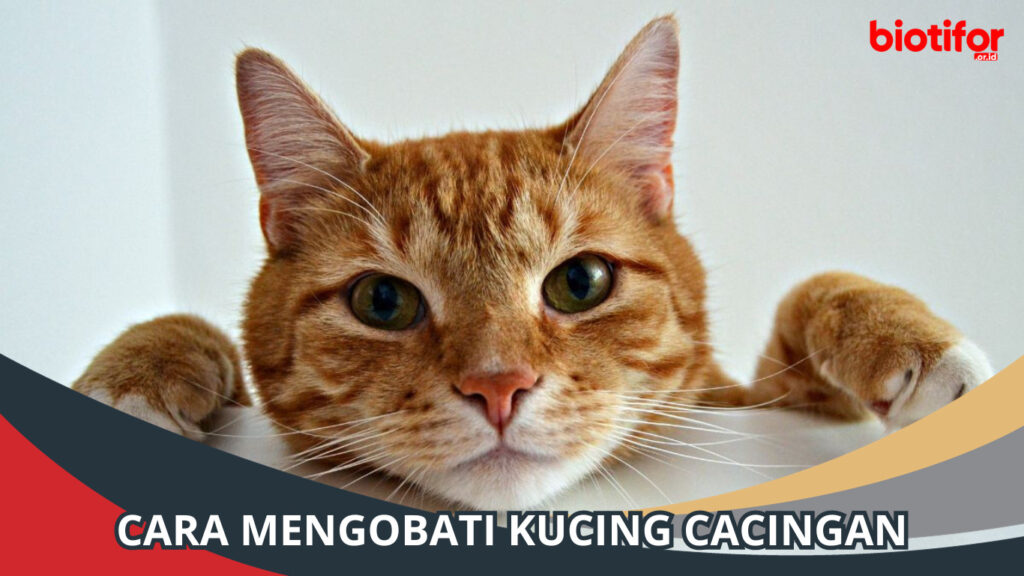 Cara Mengobati Kucing Cacingan, Pahami Tahapannya - Biotifor