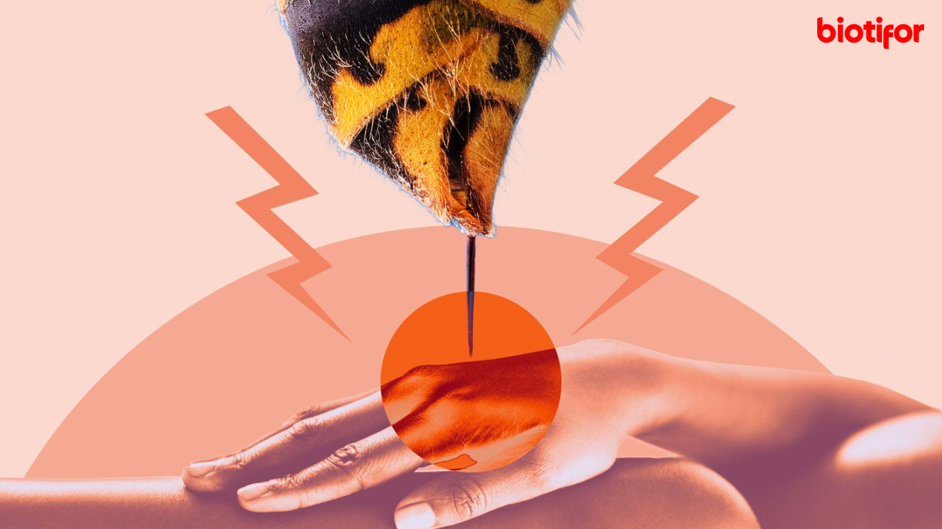 Cara Mengobati Sengatan Lebah, untuk Meredakan Rasa Sakit - Biotifor