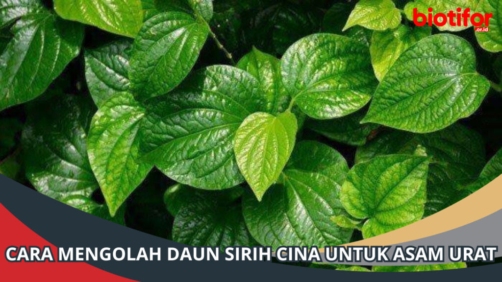 Cara Mengolah Daun Sirih Cina untuk Asam Urat - Biotifor