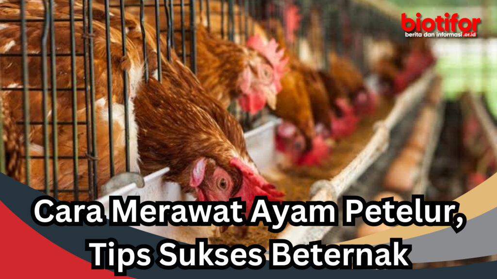 Cara Merawat Ayam Petelur, Tips Sukses Beternak - Biotifor