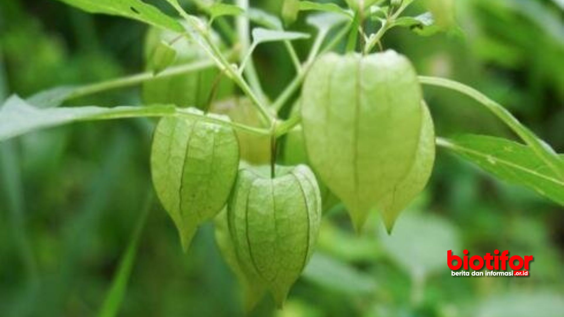 Manfaat Buah Ciplukan untuk Kesehatan, Keajaiban dari Alam