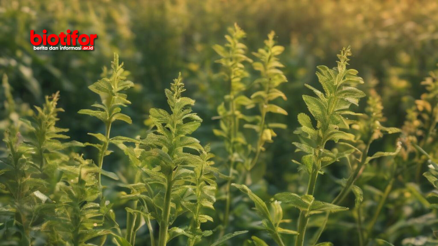 Contoh Tanaman Transgenik Dan Perubahan Genetik Yang Dihasilkan - Biotifor