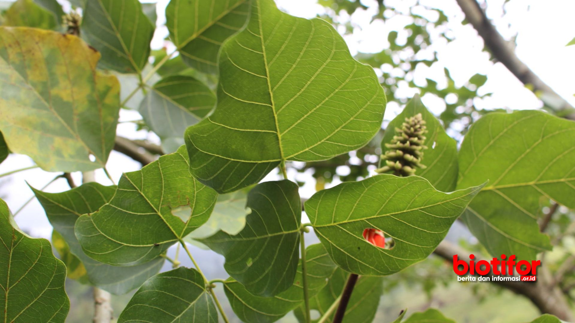 Manfaat Daun Dadap Serep untuk Kesehatan dan Berbagai Khasiat lainnya