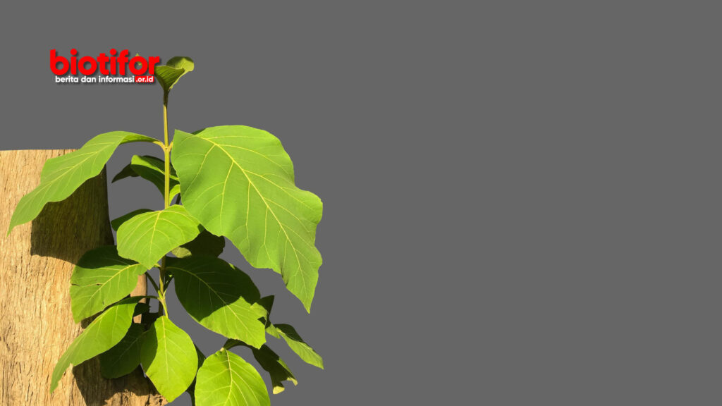 Daun Jati Muda Yang Kaya Akan Manfaat