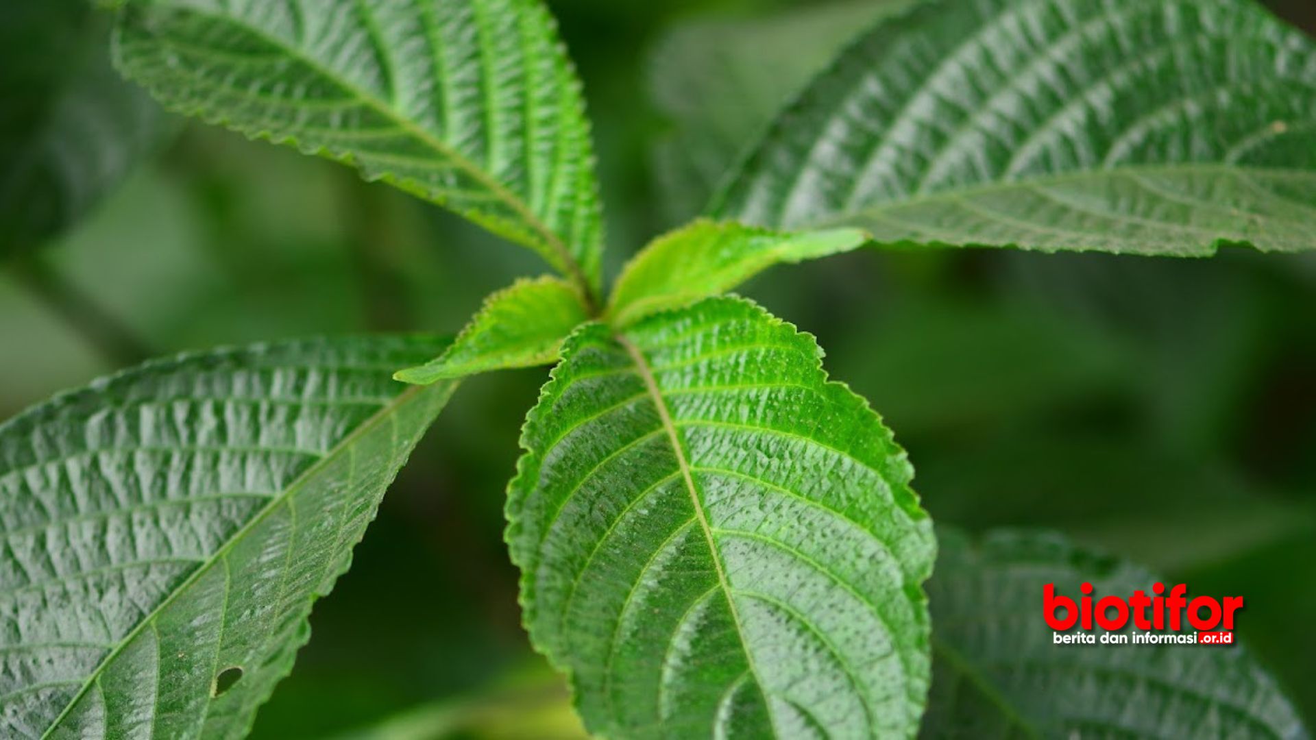 Manfaat Daun Keji Beling: Khasiat Luar Biasa untuk Kesehatan