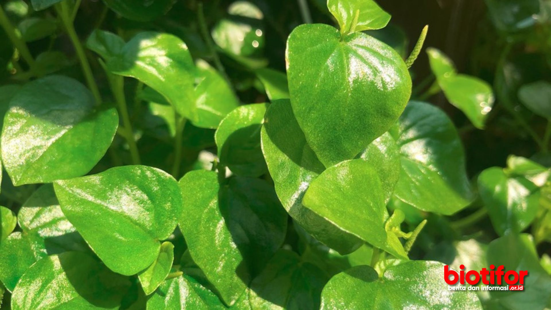 Manfaat Daun Sirih Cina untuk Wajah, Tips Perawatan Kulit Alami - Biotifor