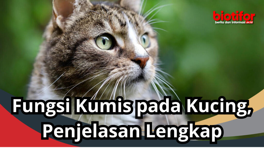 Fungsi Kumis pada Kucing, Penjelasan Lengkap - Biotifor