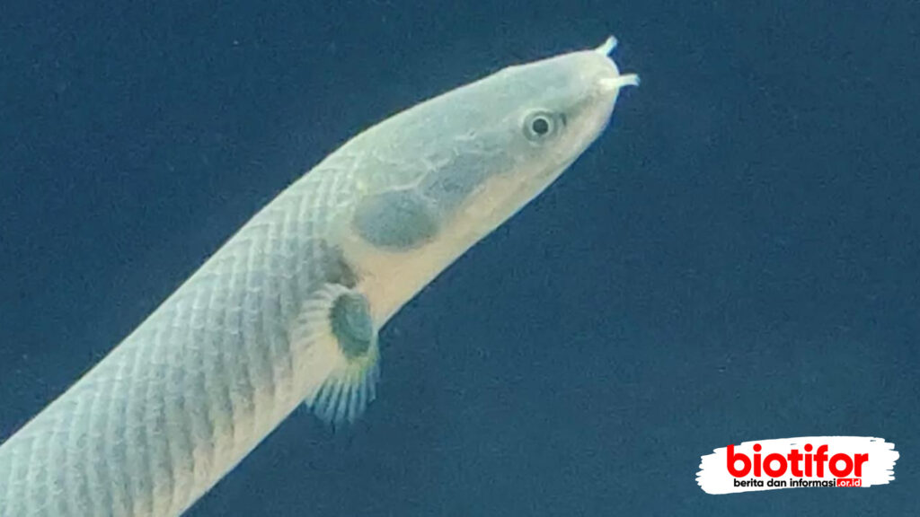 Macam-Macam Ikan Mirip Ular, Apa Saja Sih? - Biotifor