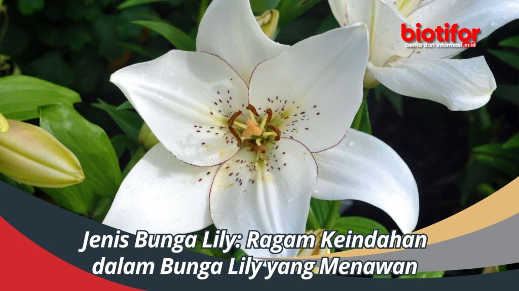 Jenis Bunga Lily: Ragam Keindahan dalam Bunga Lily yang Menawan