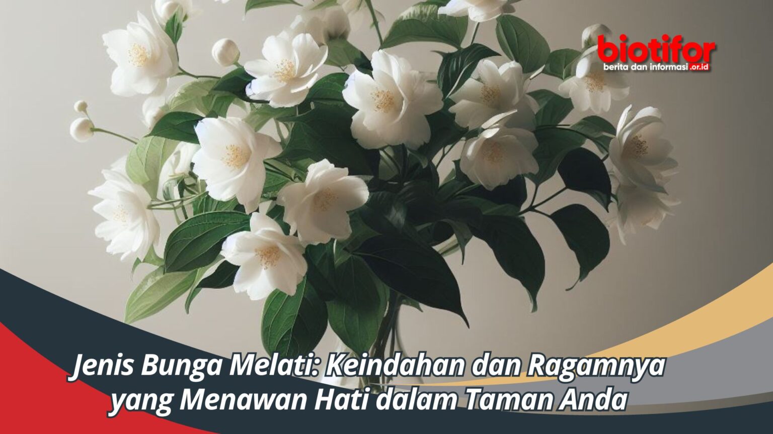 Jenis Bunga Melati: Keindahan dan Ragamnya yang Menawan Hati dalam ...