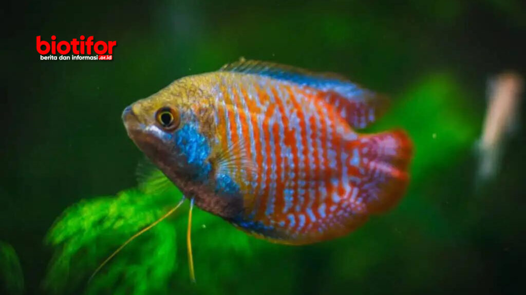 Jenis-Jenis Ikan Gurame Dan Keunikan Fisiknya - Biotifor