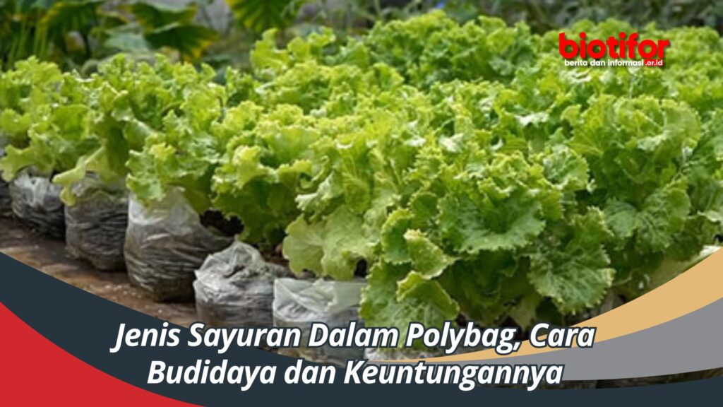 Jenis Sayuran Dalam Polybag, Cara Budidaya dan Keuntungannya - Biotifor