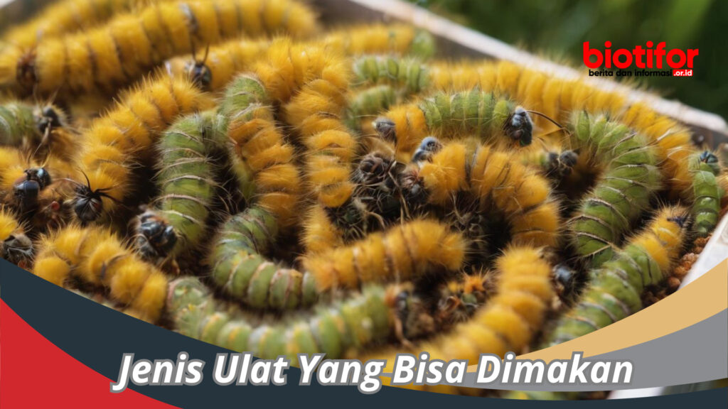 Jangan Jijik Dulu! Ini 5 Jenis Ulat Yang Bisa Dimakan - Biotifor