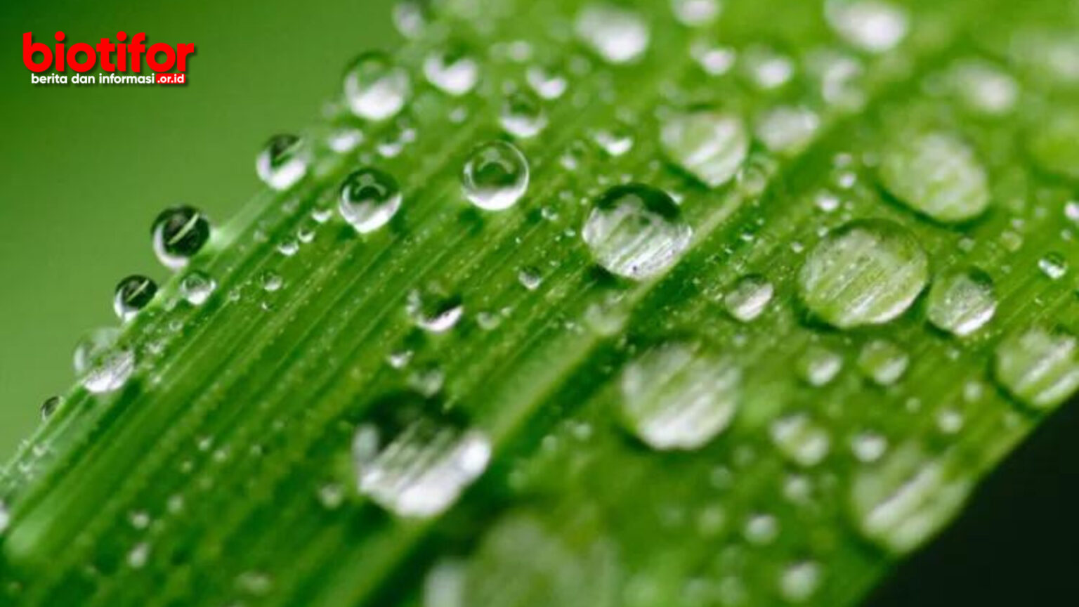 Manfaat Air Embun, Rahasia Kekayaan Alam - Biotifor