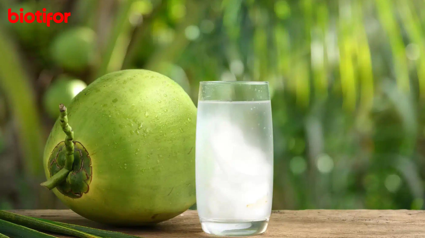 Manfaat Air Kelapa untuk Lambung: Kesehatan yang Menyegarkan - Biotifor