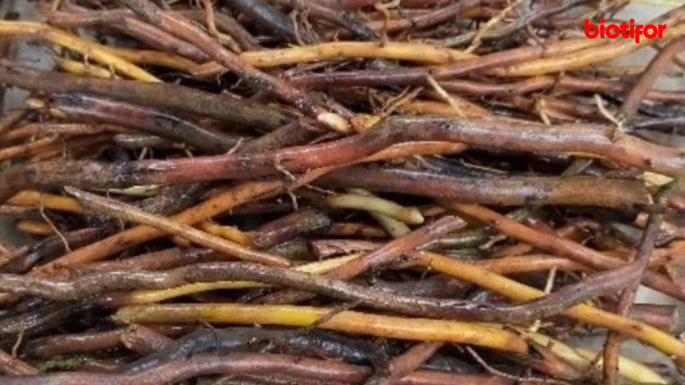 Inilah 7 Manfaat Akar Aren, Bisa Memperlancar BAB - Biotifor