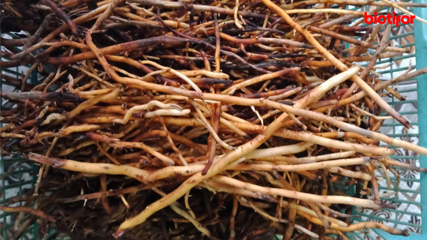 Inilah 7 Manfaat Akar Aren, Bisa Memperlancar BAB - Biotifor