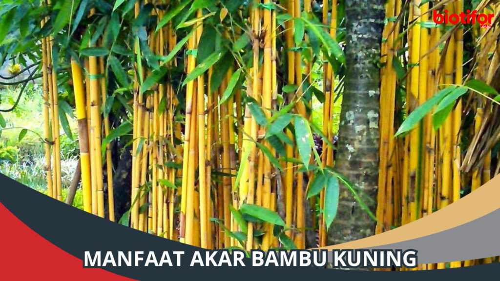 Manfaat Akar Bambu Kuning: Keajaiban Kesehatan dan Kecantikan - Biotifor