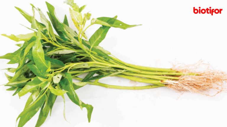 10 Manfaat Akar Kangkung, Dapat Mengobati Mata Minus! - Biotifor
