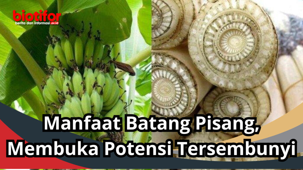 Manfaat Pisang Ambon: Khasiat Luar Biasa dalam Buah yang Lezat