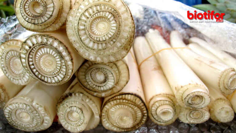 Manfaat Batang Pisang, Membuka Potensi Tersembunyi - Biotifor