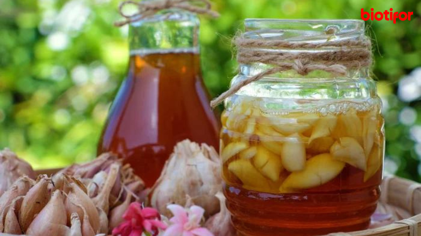 Manfaat Bawang Putih dan Madu: Kombinasi untuk Kesehatan - Biotifor