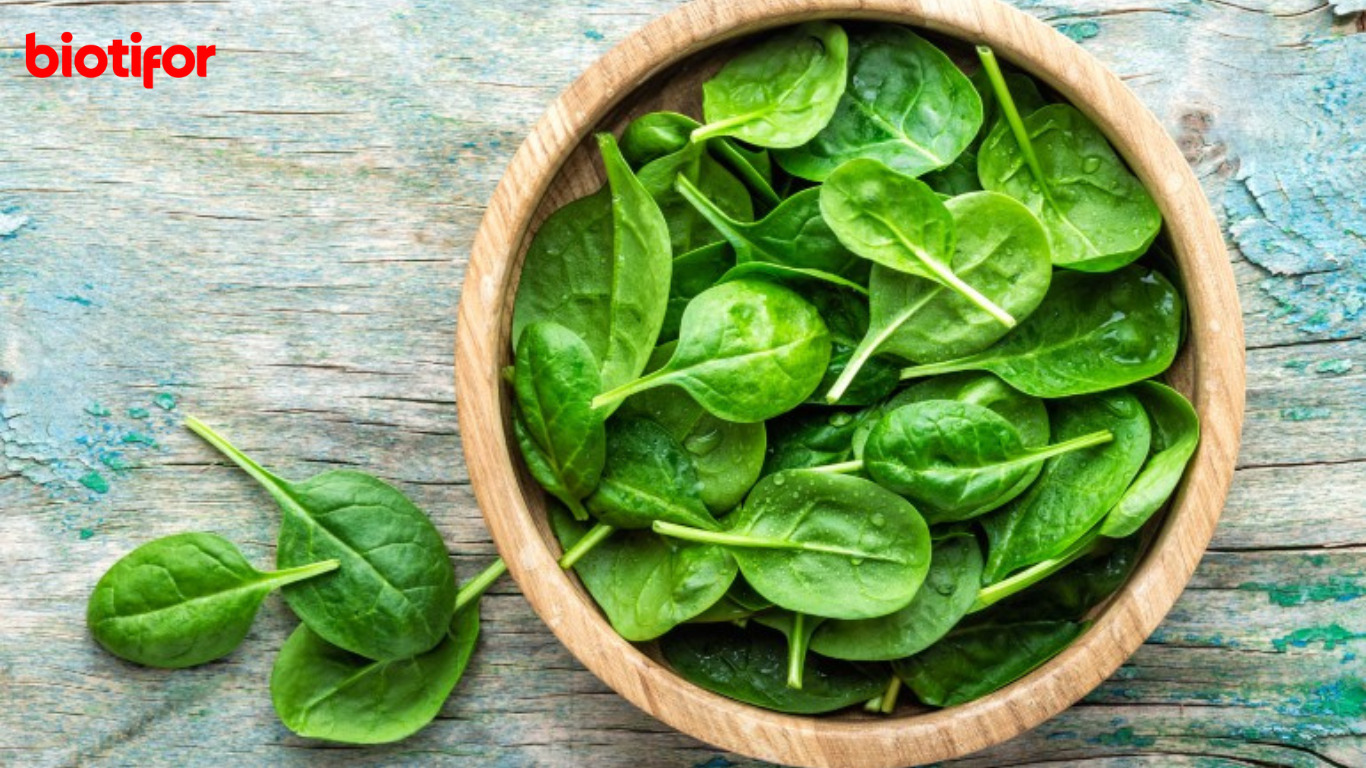 Manfaat Bayam untuk Ibu Hamil: Kesehatan untuk Kehamilan - Biotifor