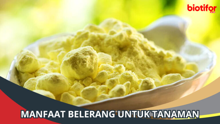 Manfaat Belerang untuk Tanaman dan Cara Menggunakannya - Biotifor