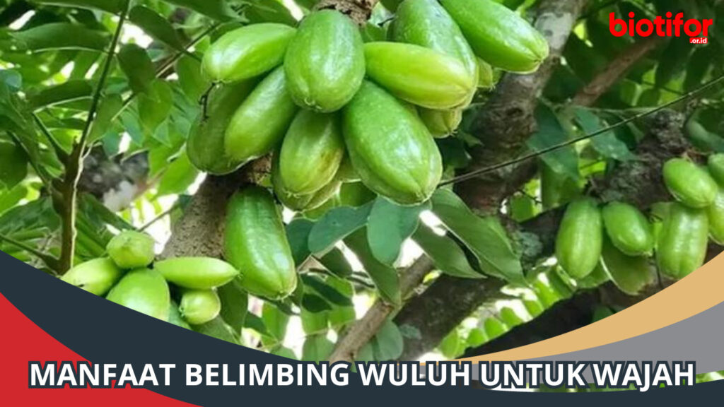 Manfaat Belimbing Wuluh untuk Wajah: Rahasia Kecantikan Alami - Biotifor