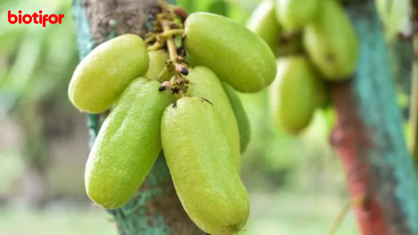 Manfaat Belimbing Wuluh untuk Wajah: Rahasia Kecantikan Alami - Biotifor