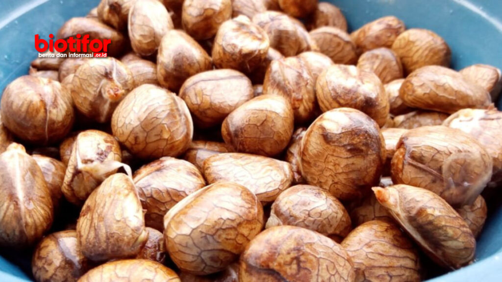 Manfaat Biji Kluwih Untuk Jantung, Pencernaan, Dan Otak