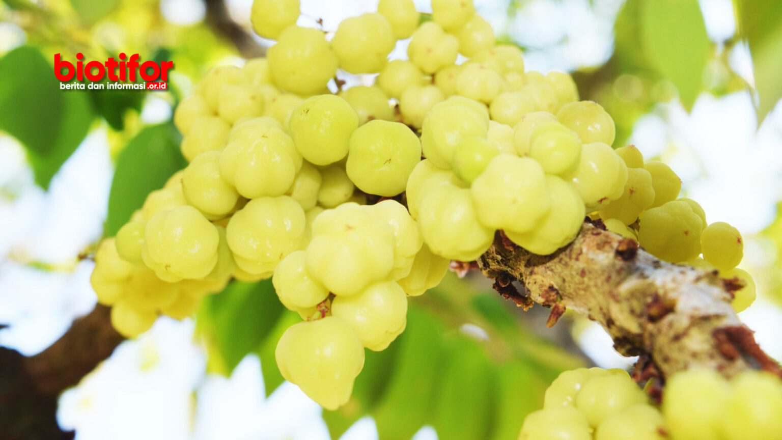 Manfaat Buah Cermai : Buah Cantik Dan Juga Berkhasiat