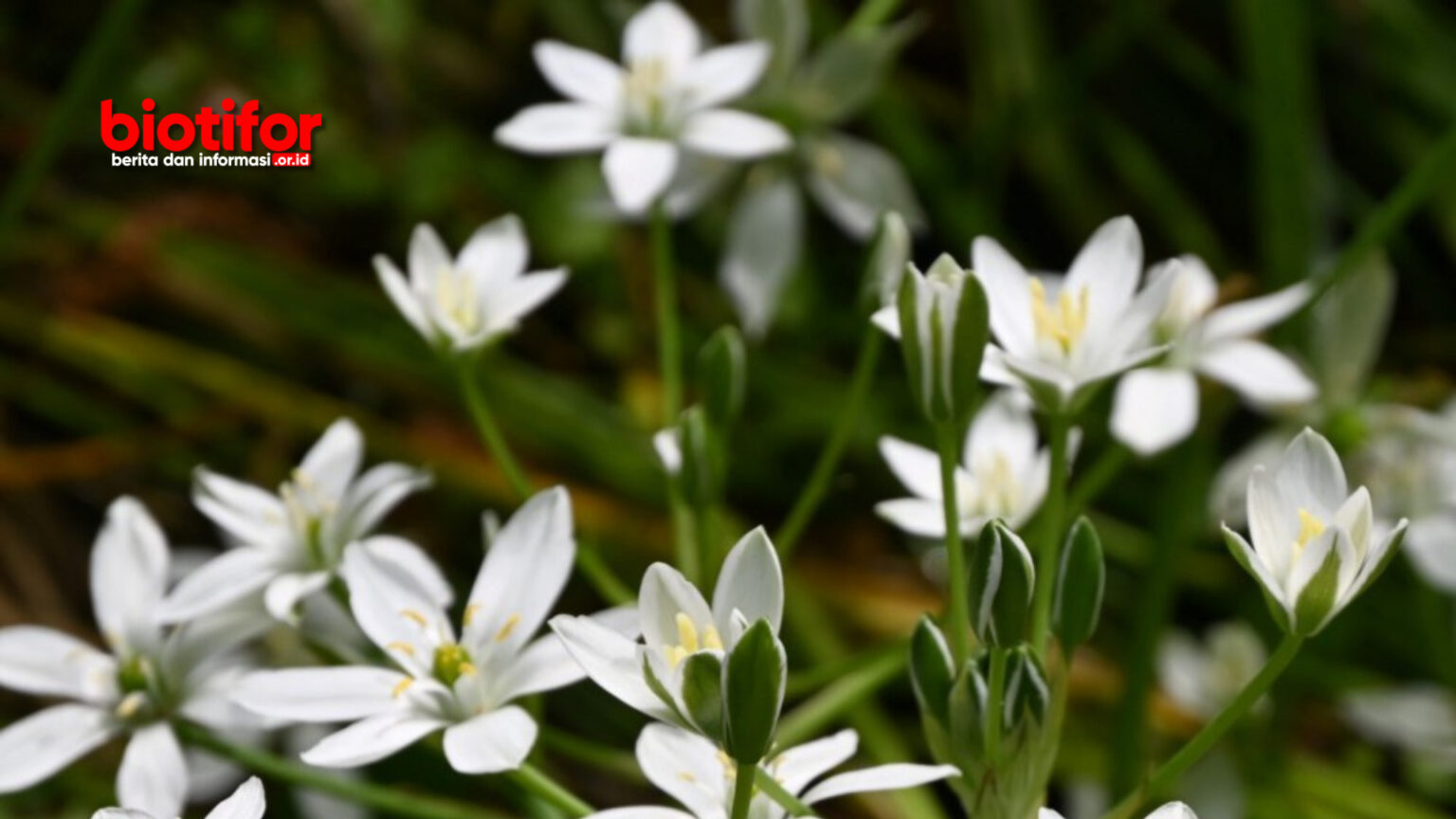 Manfaat Bunga Kitolod: Bisa Menyembuhkan Berbagai Penyakit
