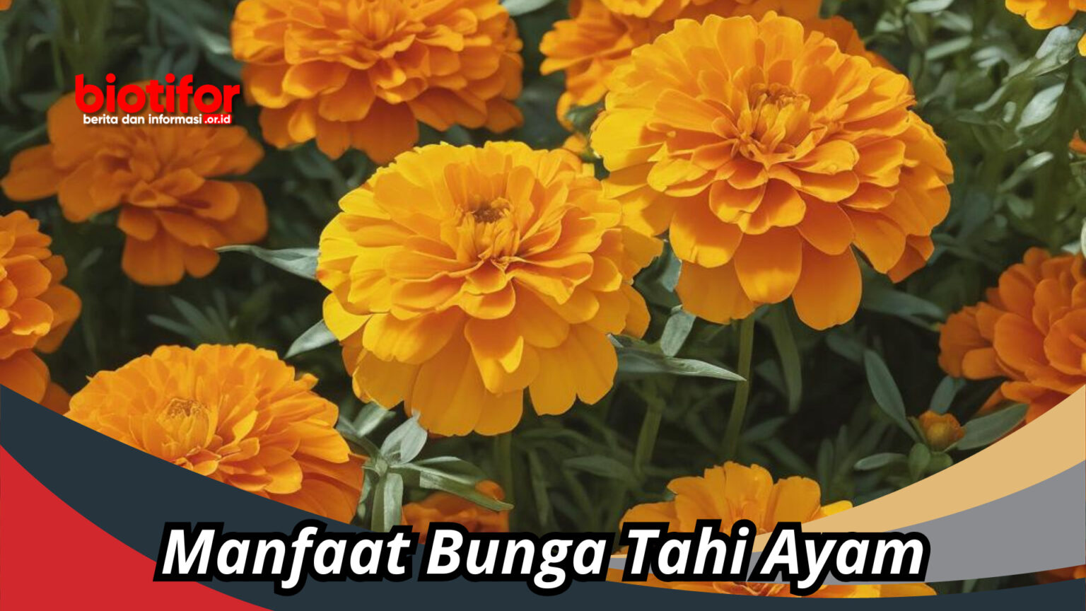 Tidak Seperti Namanya, Manfaat Bunga Tahi Ayam Yang Beragam! - Biotifor