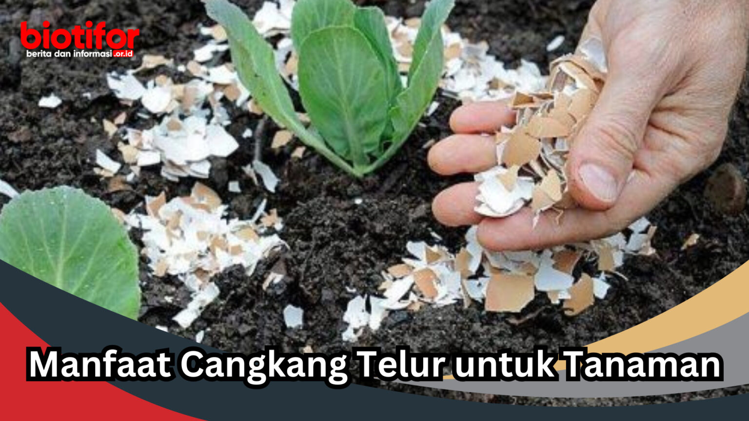 Manfaat Cangkang Telur untuk Tanaman - Biotifor