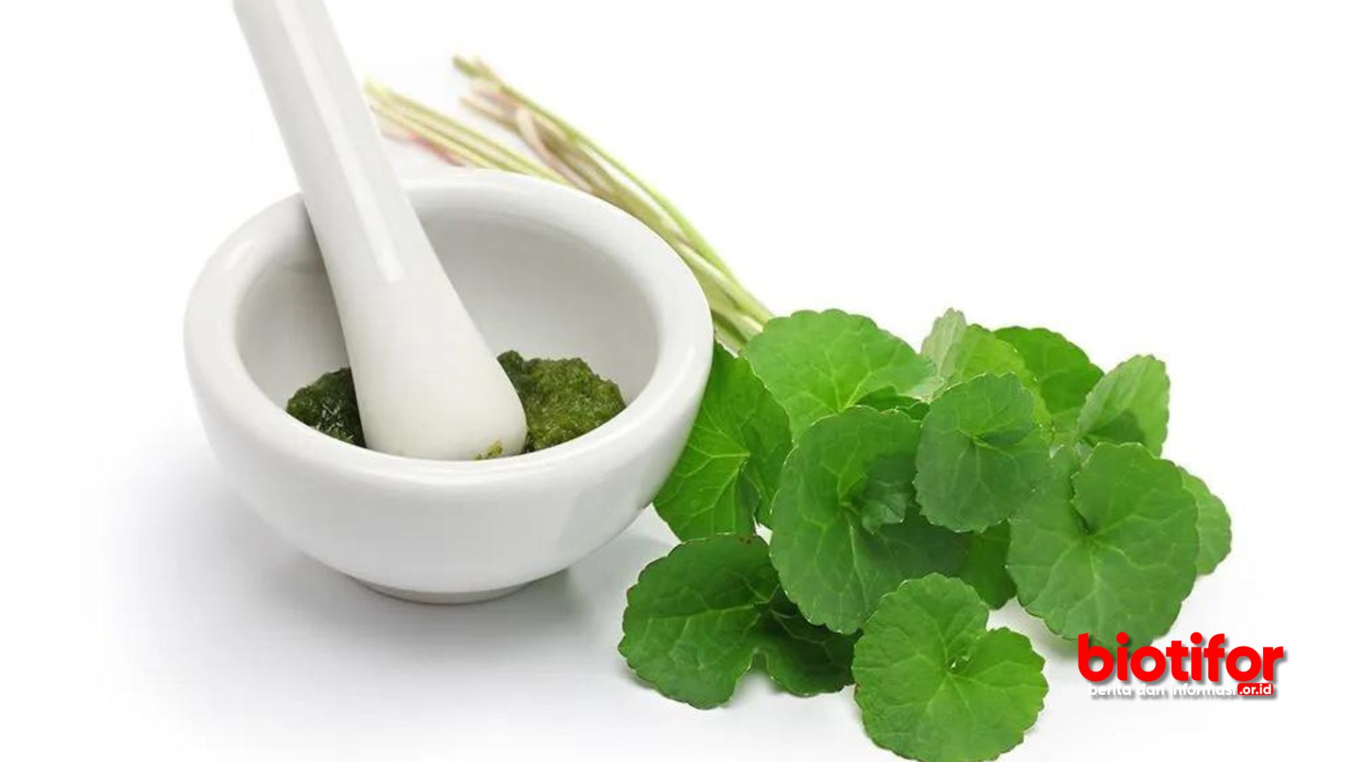 Manfaat Centella Asiatica untuk Wajah, Rahasia Kulit Sehat dan Cantik Alami