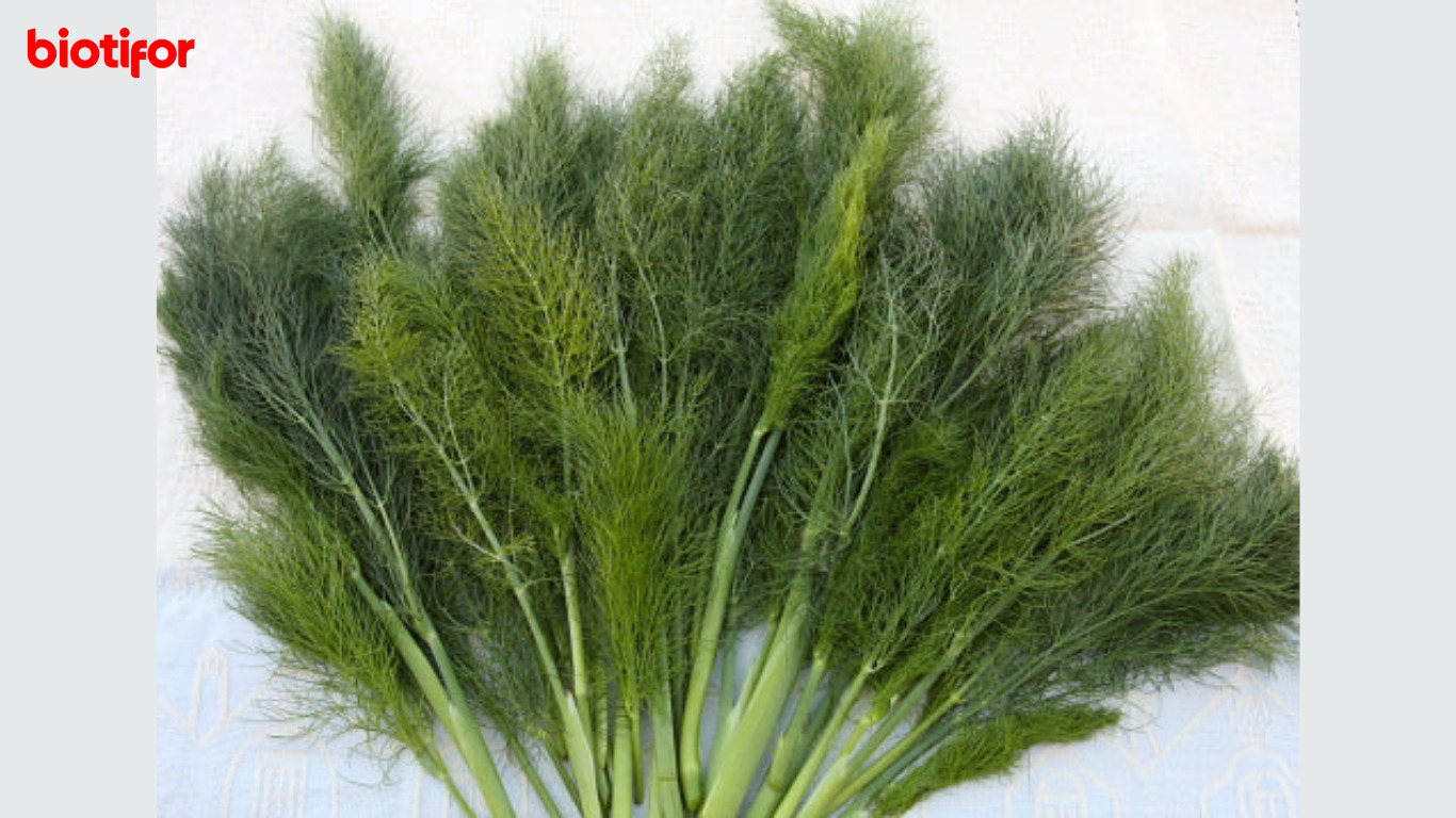 Manfaat Daun Adas: Menggali Kekayaan Alam yang Luar Biasa - Biotifor