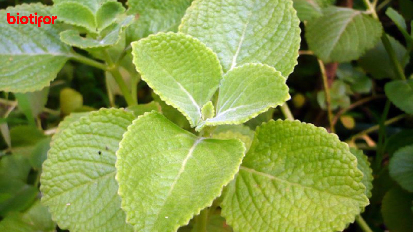 8 Manfaat Daun Bangun-Bangun Bagi Kesehatan - Biotifor