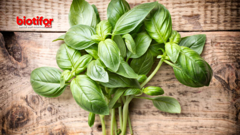 Segudang Manfaat Daun Basil Untuk Kesehatan, Kecantikan, Dan Masakan ...