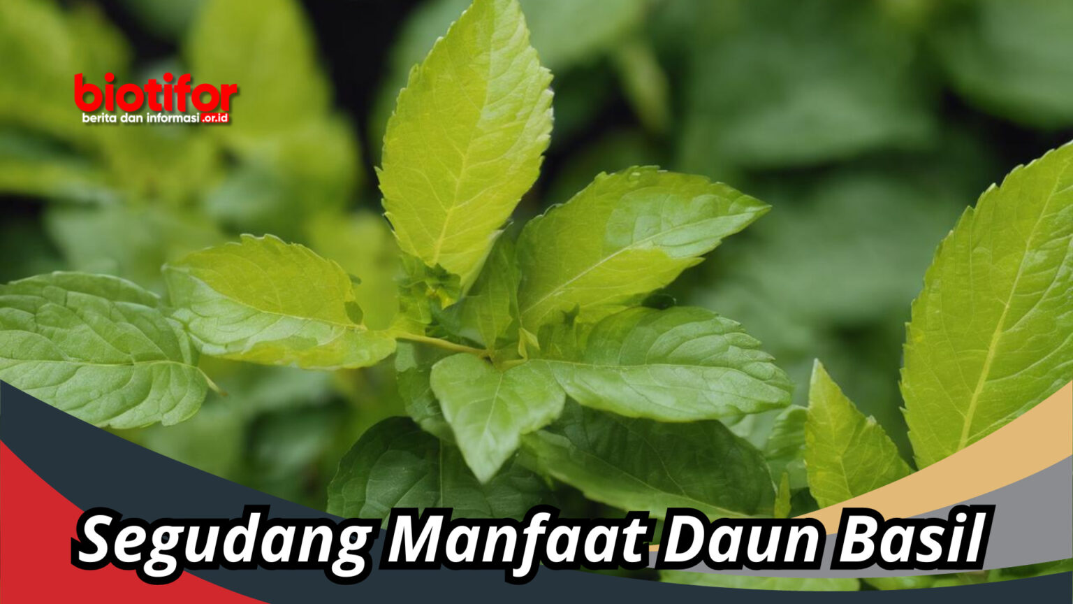 Segudang Manfaat Daun Basil Untuk Kesehatan, Kecantikan, Dan Masakan ...
