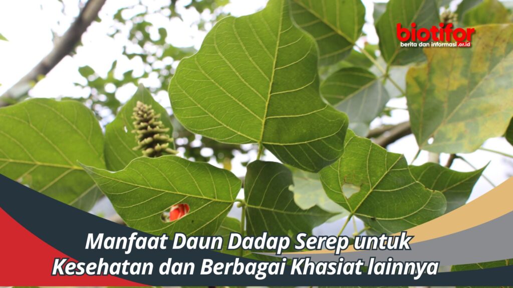 Manfaat Daun Dadap Serep untuk Kesehatan dan Berbagai Khasiat lainnya
