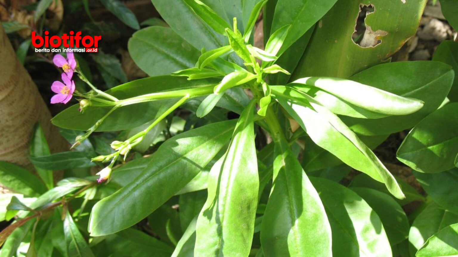 Manfaat Daun Ginseng Jawa Yang Luar Biasa Untuk Tubuh