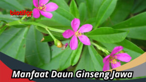 Manfaat Daun Ginseng Jawa Yang Luar Biasa Untuk Tubuh